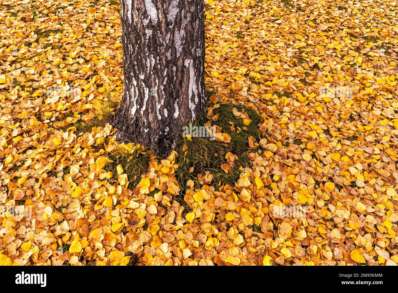 A high angle shot of autumn leaves beneath a birch tree Stock Photo - Alamy