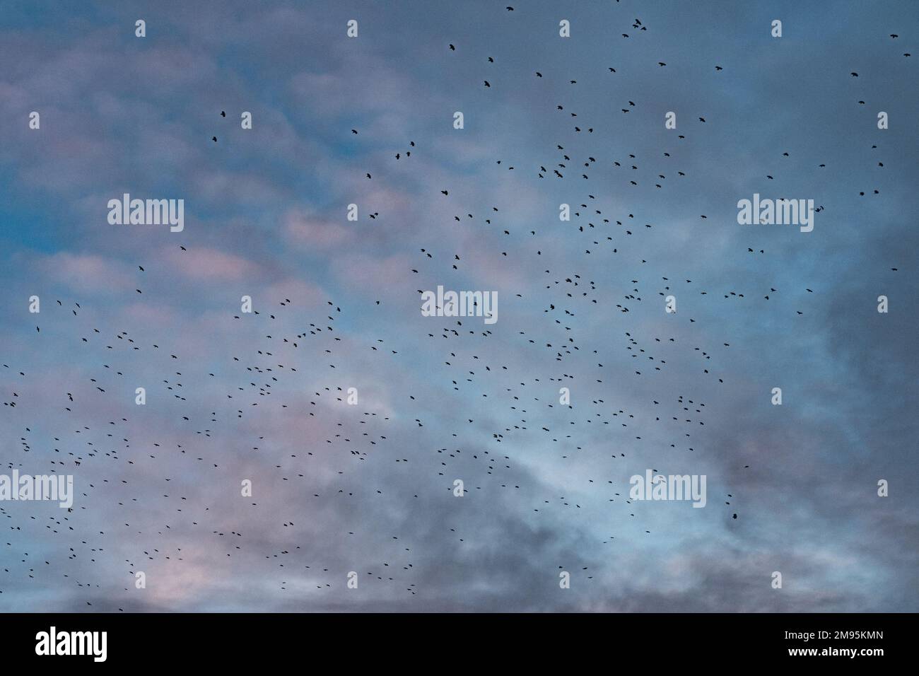 A flock of crows flying in a cloudy sky in the evening in Toten, Norway ...