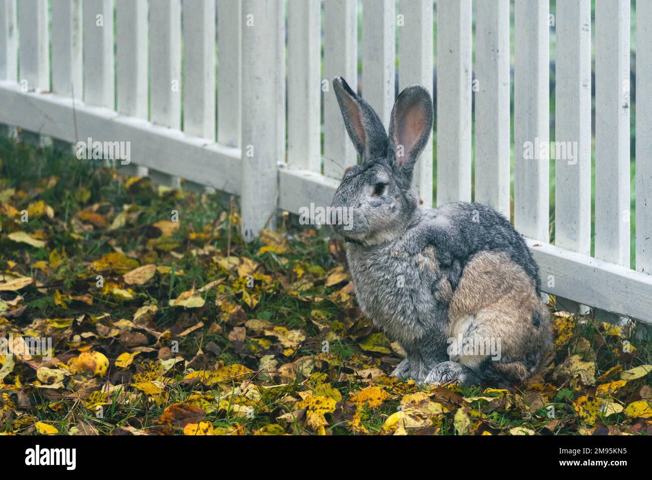 A closeup of a grey rabbit sitting in a garden among fallen yellow ...