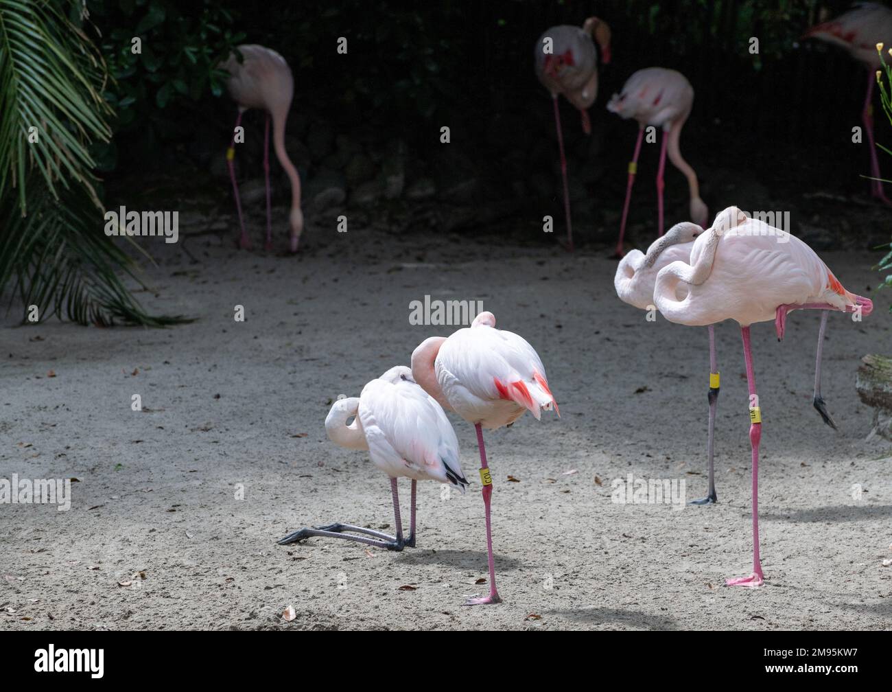 A beautiful view of greater flamingos on sand Stock Photo - Alamy