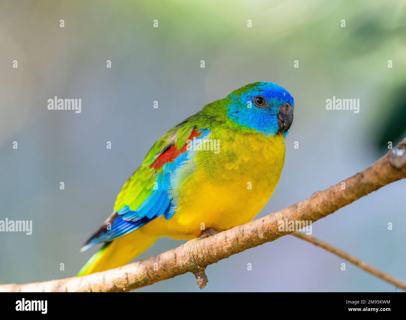 A closeup shot of a turquoise parrot perched on a tree branch Stock ...