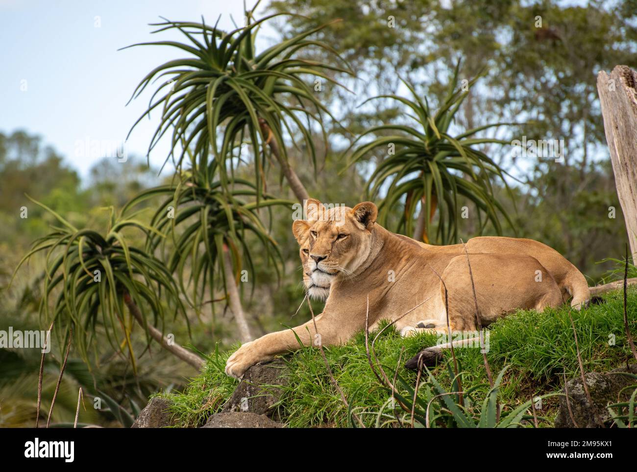 The beautiful lionesses lying in the wild Stock Photo - Alamy