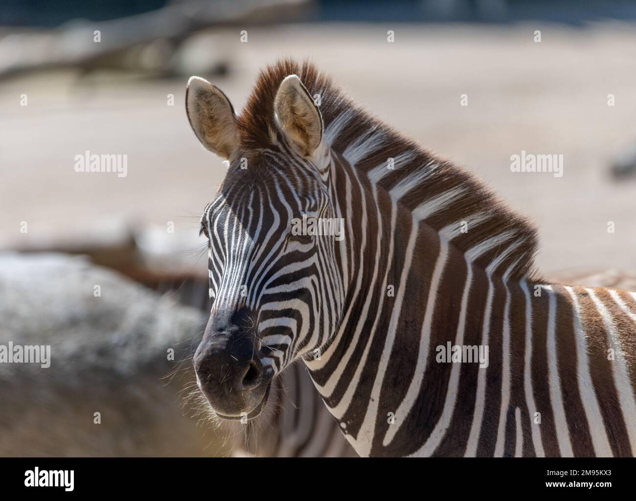 A closeup shot of a zebra at the zoo Stock Photo - Alamy
