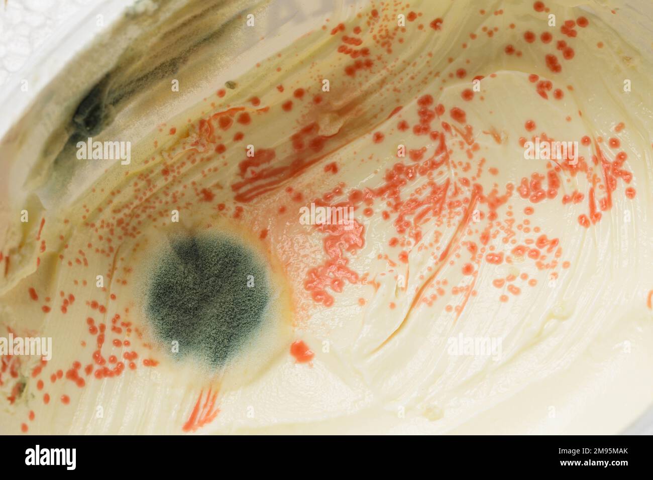 Mold growth on expired food. Green and red fungus contamination ...