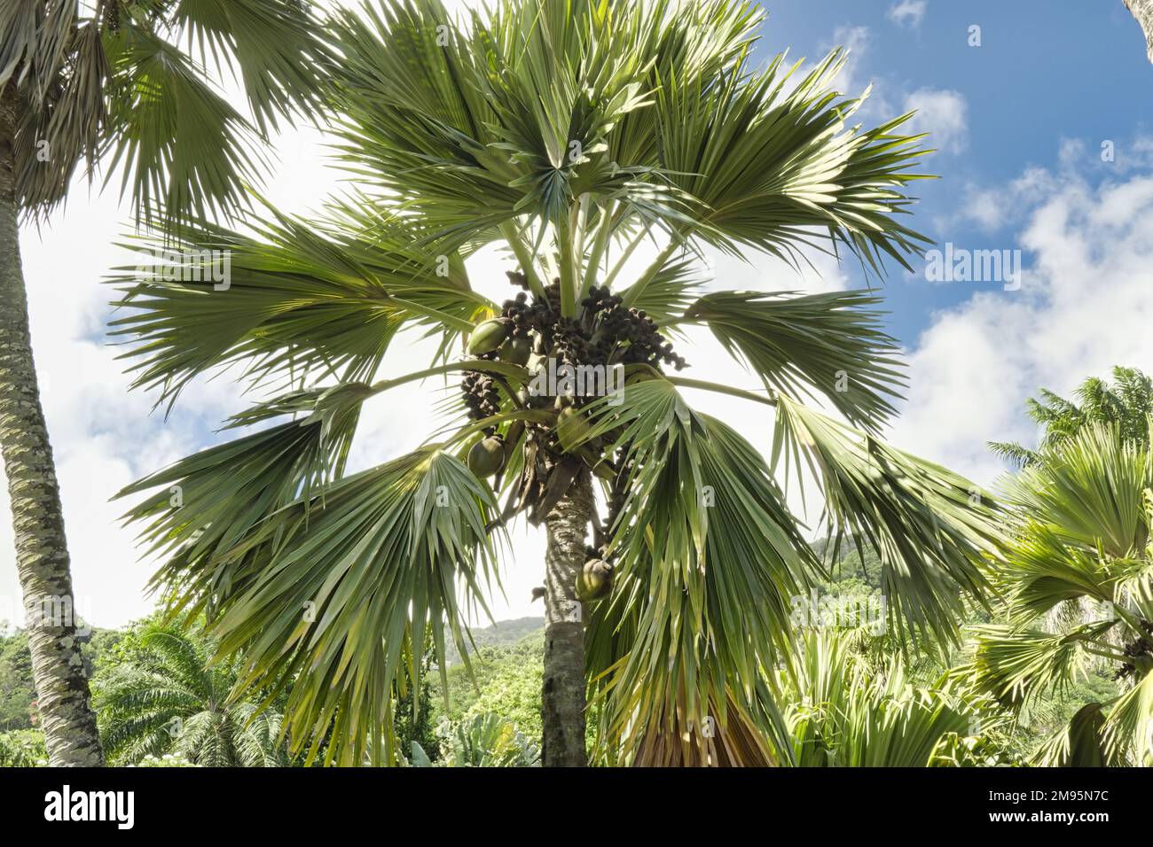 Coco de mer tree (female) inside the botanical garden in Victoria Stock ...