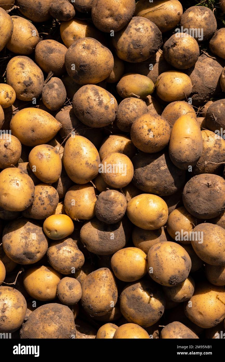 A lot of harvested potatoes lying in a pile. Autumn harvest Stock Photo ...