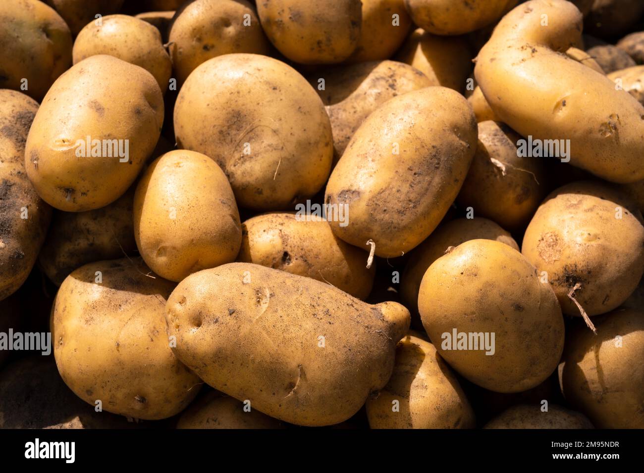 A lot of harvested potatoes lying in a pile. Autumn harvest Stock Photo ...