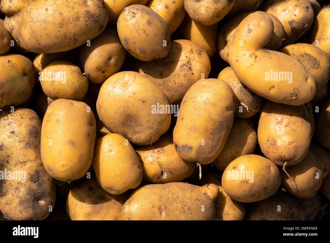 A lot of harvested potatoes lying in a pile. Autumn harvest Stock Photo ...