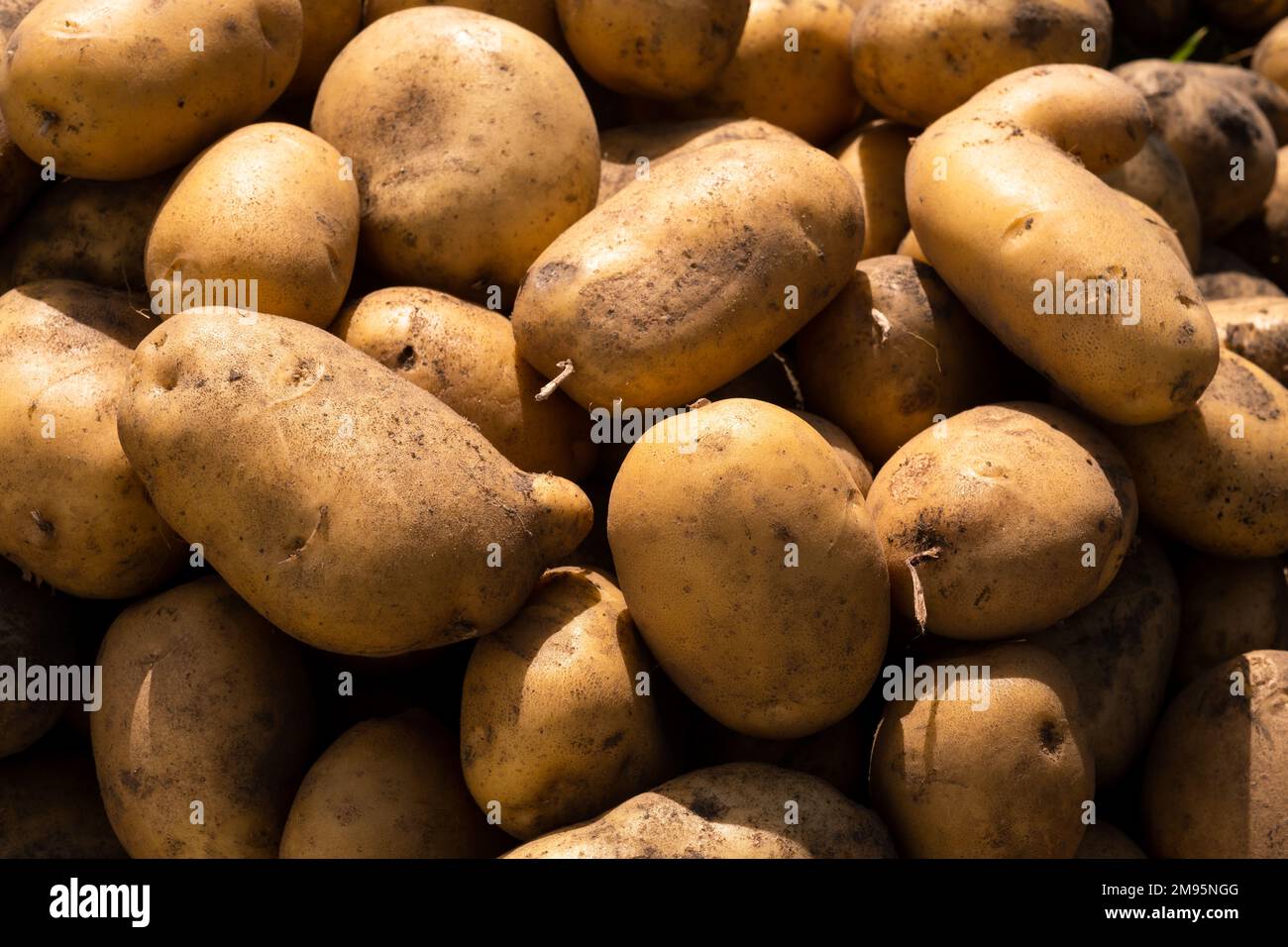 A lot of harvested potatoes lying in a pile. Autumn harvest Stock Photo ...