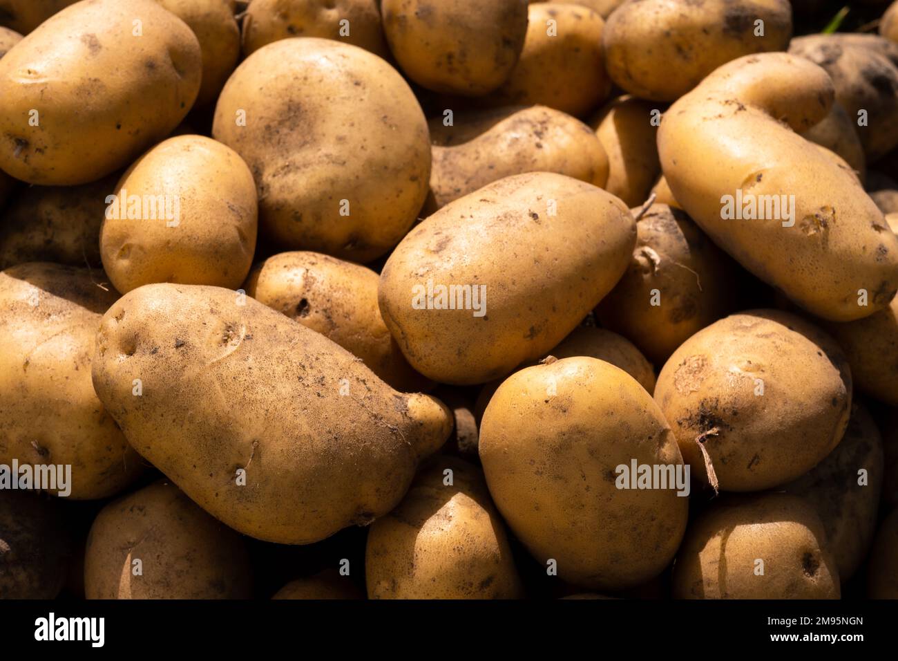 A lot of harvested potatoes lying in a pile. Autumn harvest Stock Photo ...