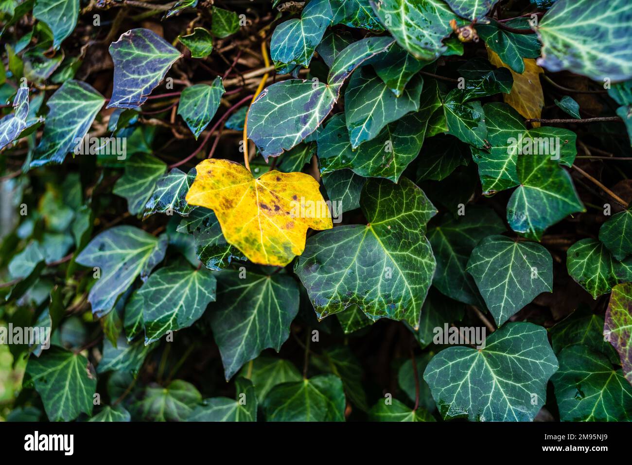 A closeup shot of green ivy leaves and a single yellow one, creating an ...