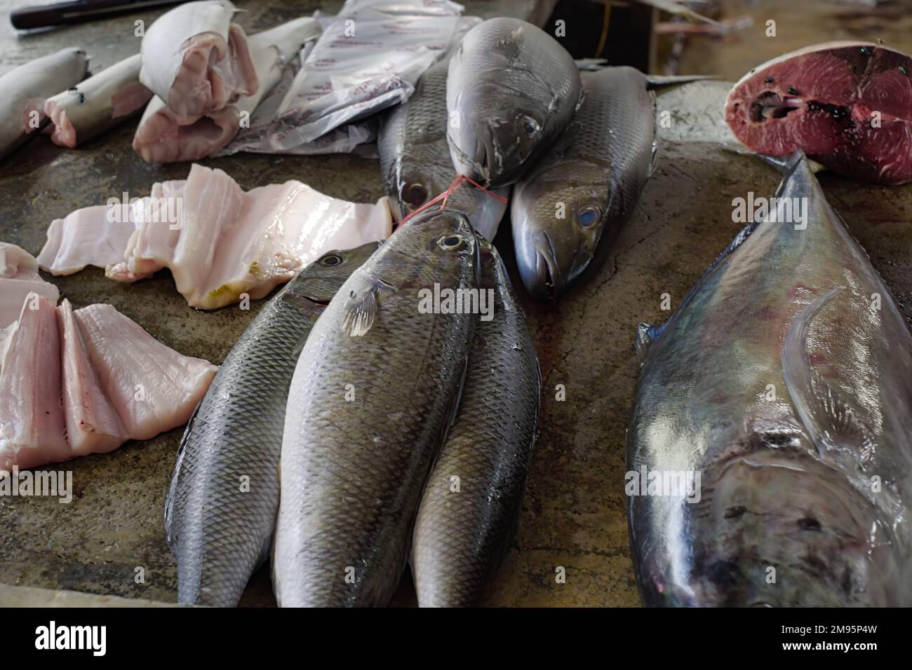 Fresh barracuda fish market hi-res stock photography and images - Alamy