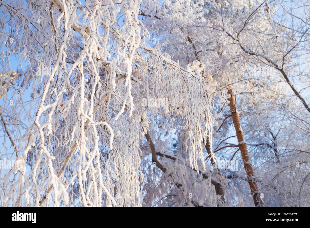 frosted tree branches, rime ice snow forest. Winter texture background ...