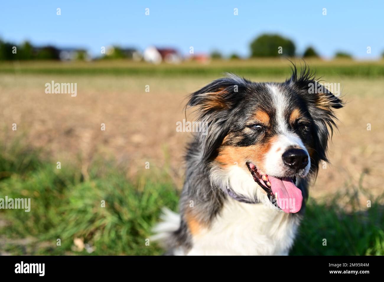 Australian shepherd mammals animals hi-res stock photography and images ...