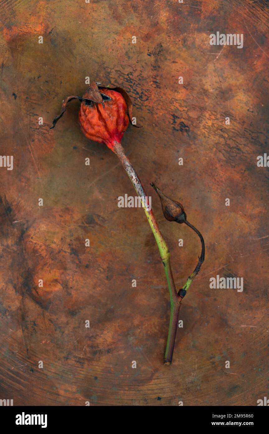 Shrivel shriveled hi-res stock photography and images - Alamy