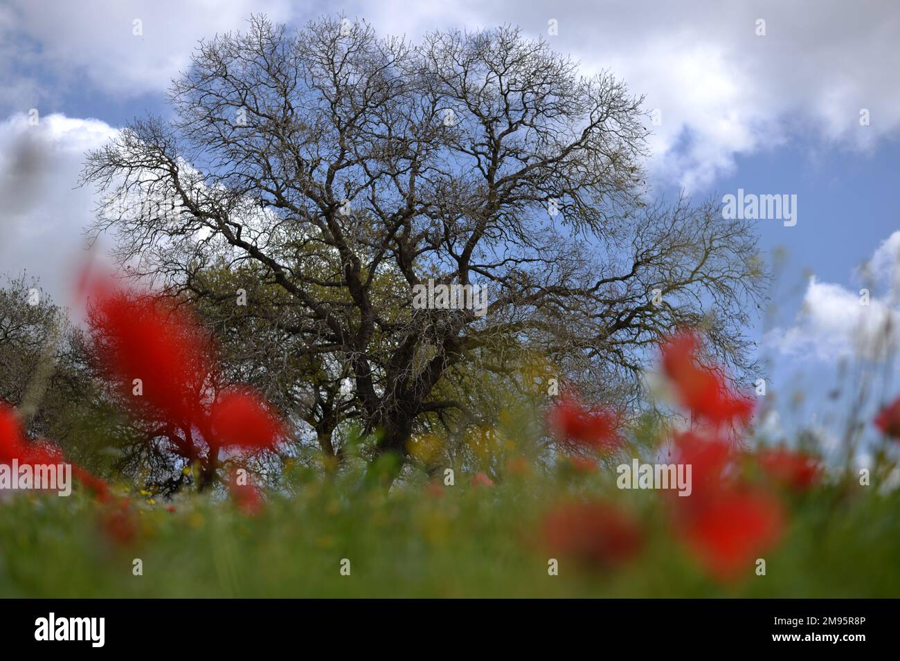 A large oak tree, red flowers from the front in spring in Israel Stock ...