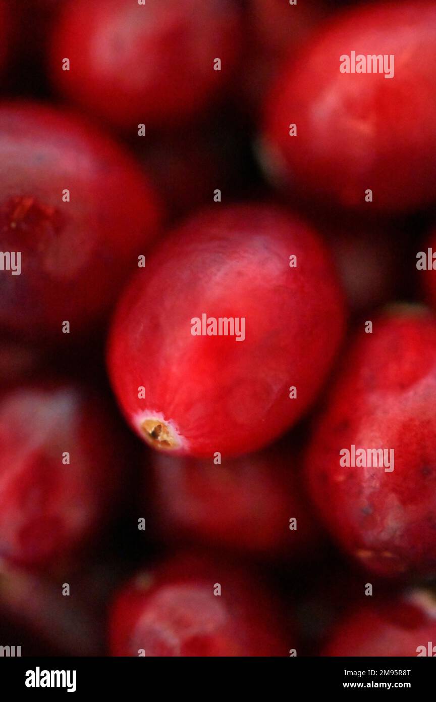 Deep dark red hi-res stock photography and images - Alamy