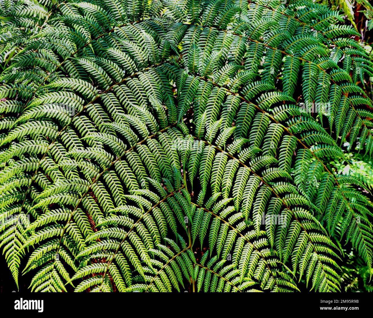 A symmetrical shot of lush green fern, cool for background Stock Photo ...