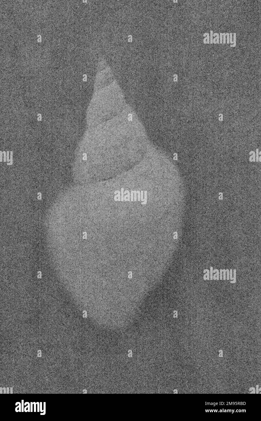 Monochrome Image Of Shell Of Great Pond Snail Or Limnaea Stagnalis