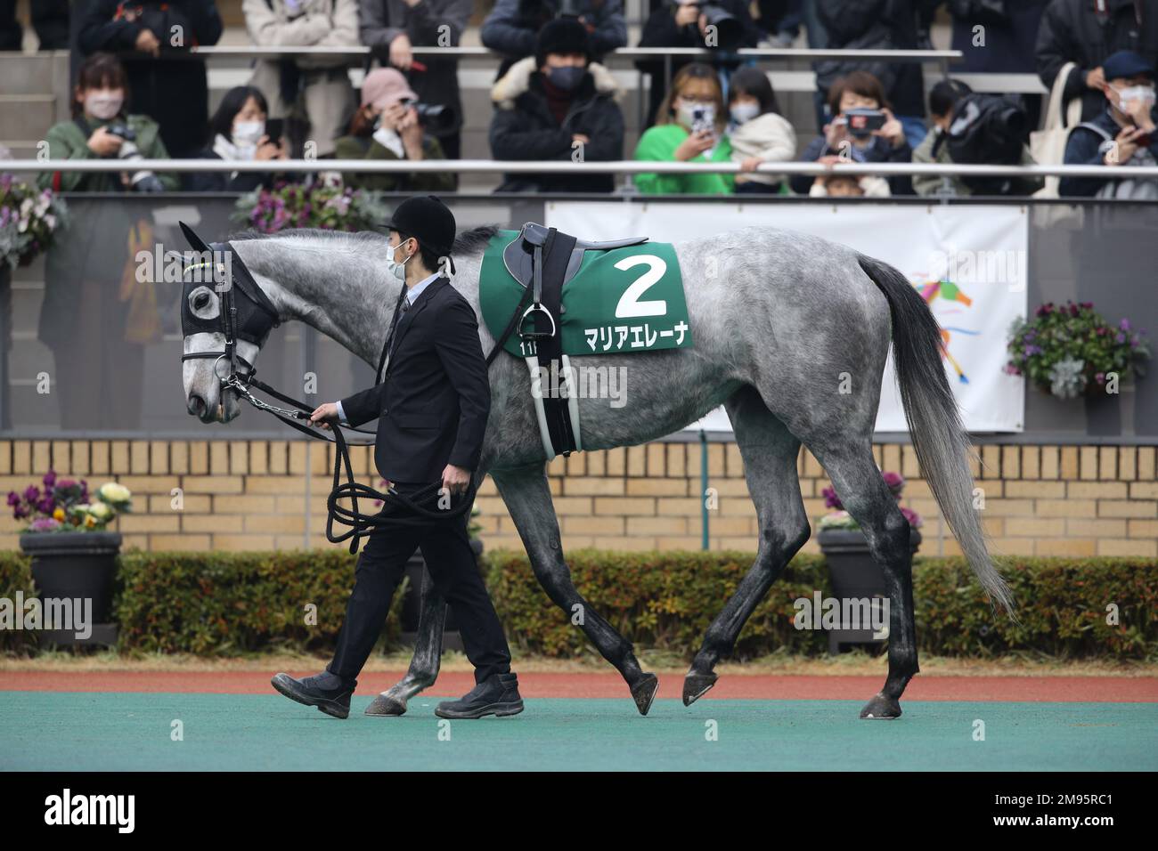 Aichi, Japan. 14th Jan, 2023. Maria Elena is led through the paddock ...