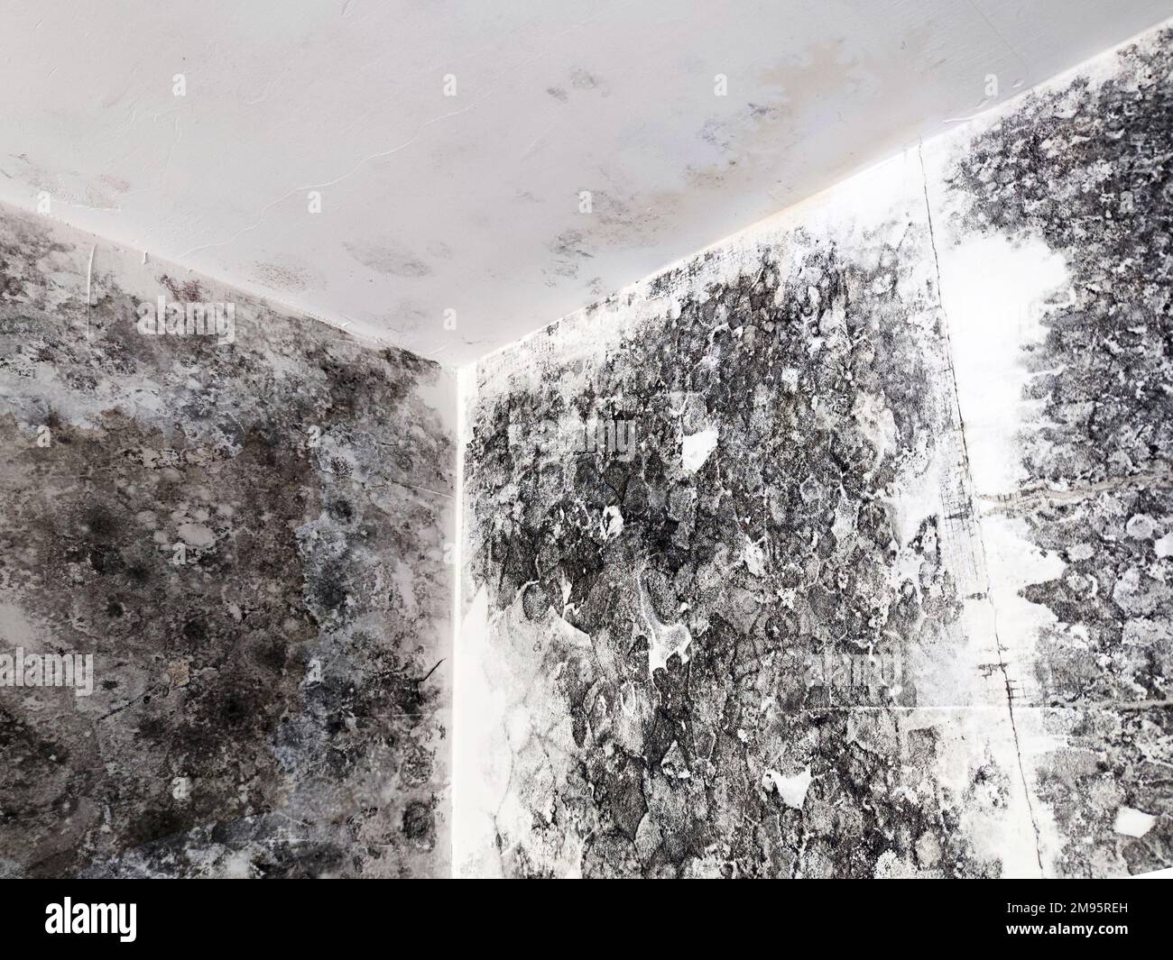 Black mold condensation hi-res stock photography and images - Alamy