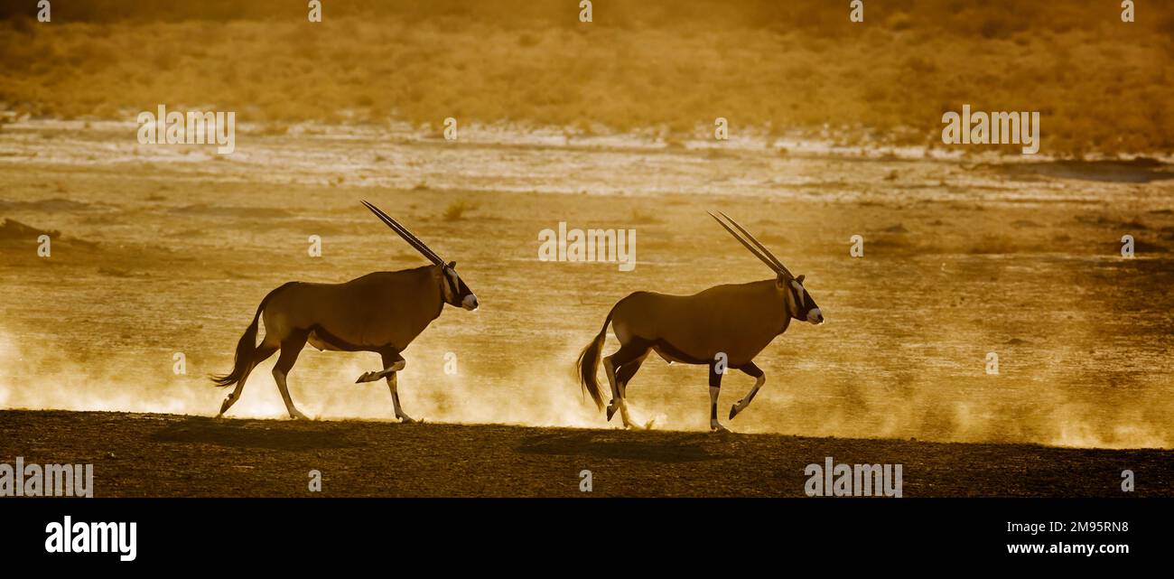 Two South African Oryx running in sand dust at dawn in Kgalagadi ...