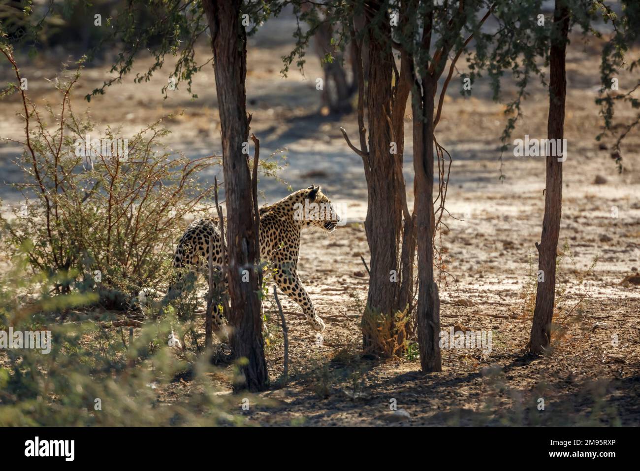 Leopard walking in middle of trees in Kgalagadi transfrontier park ...