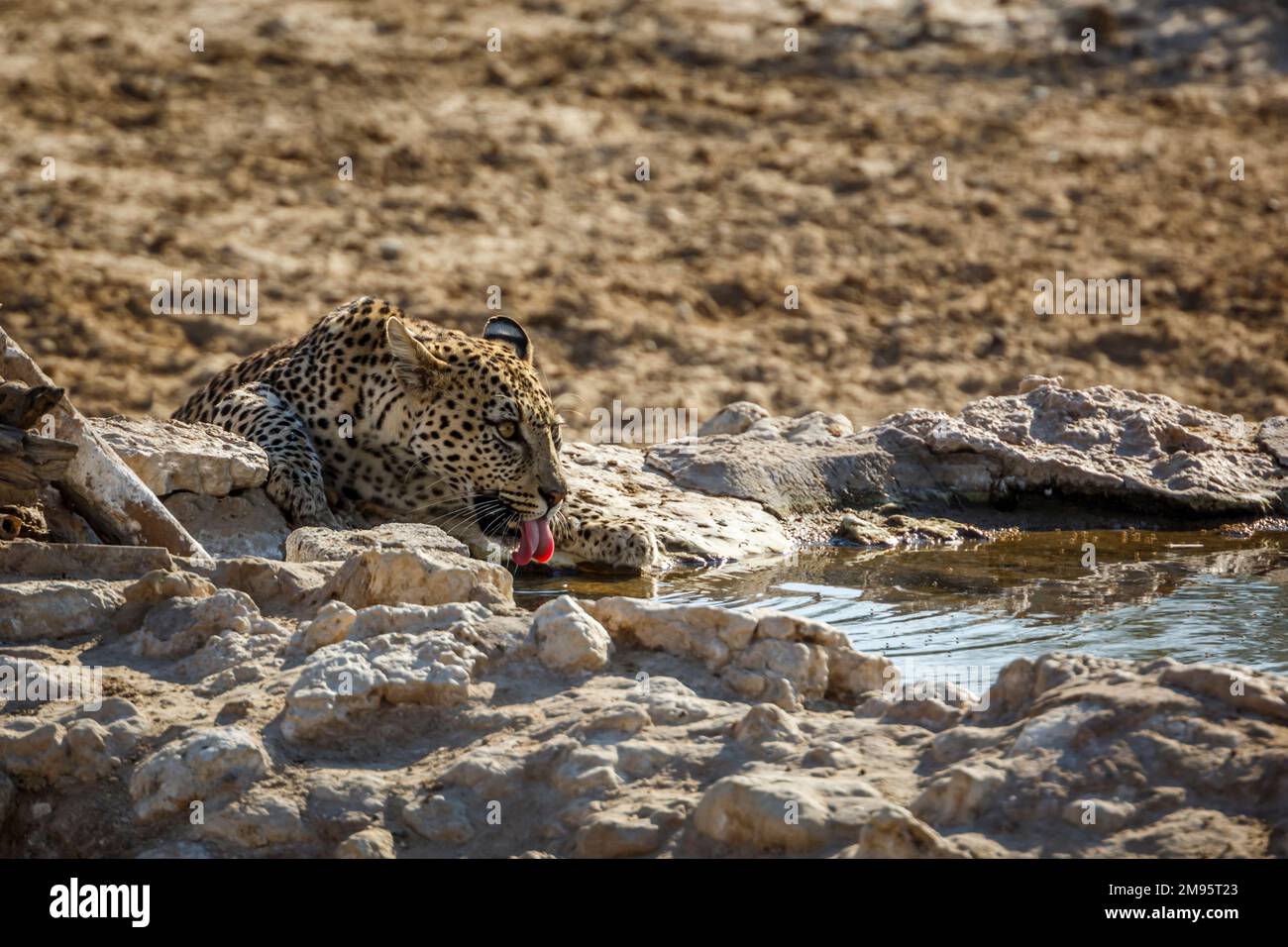 Leopard drinking at waterhole in Kgalagadi transfrontier park, South ...