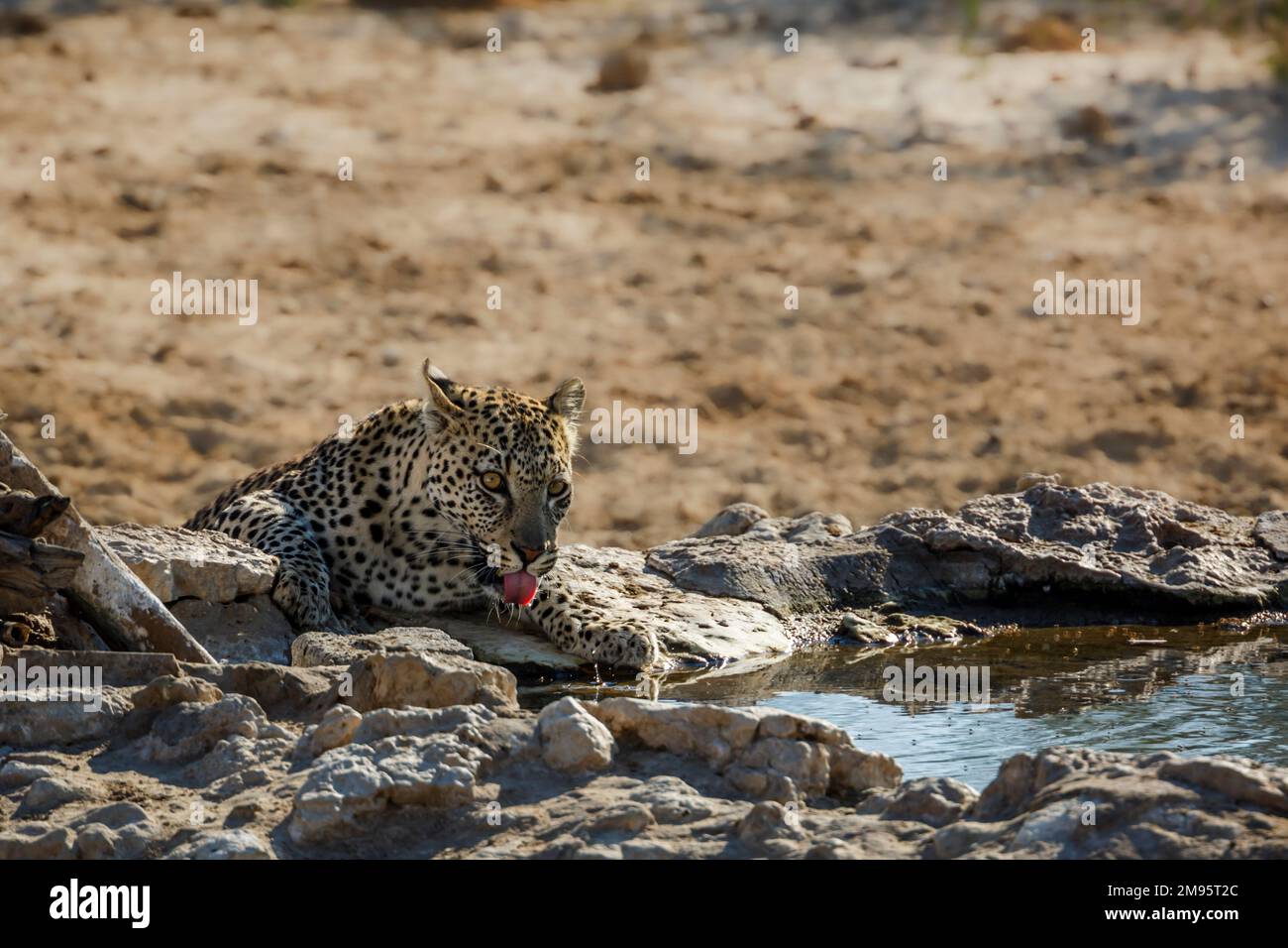 Leopard drinking at waterhole in Kgalagadi transfrontier park, South ...