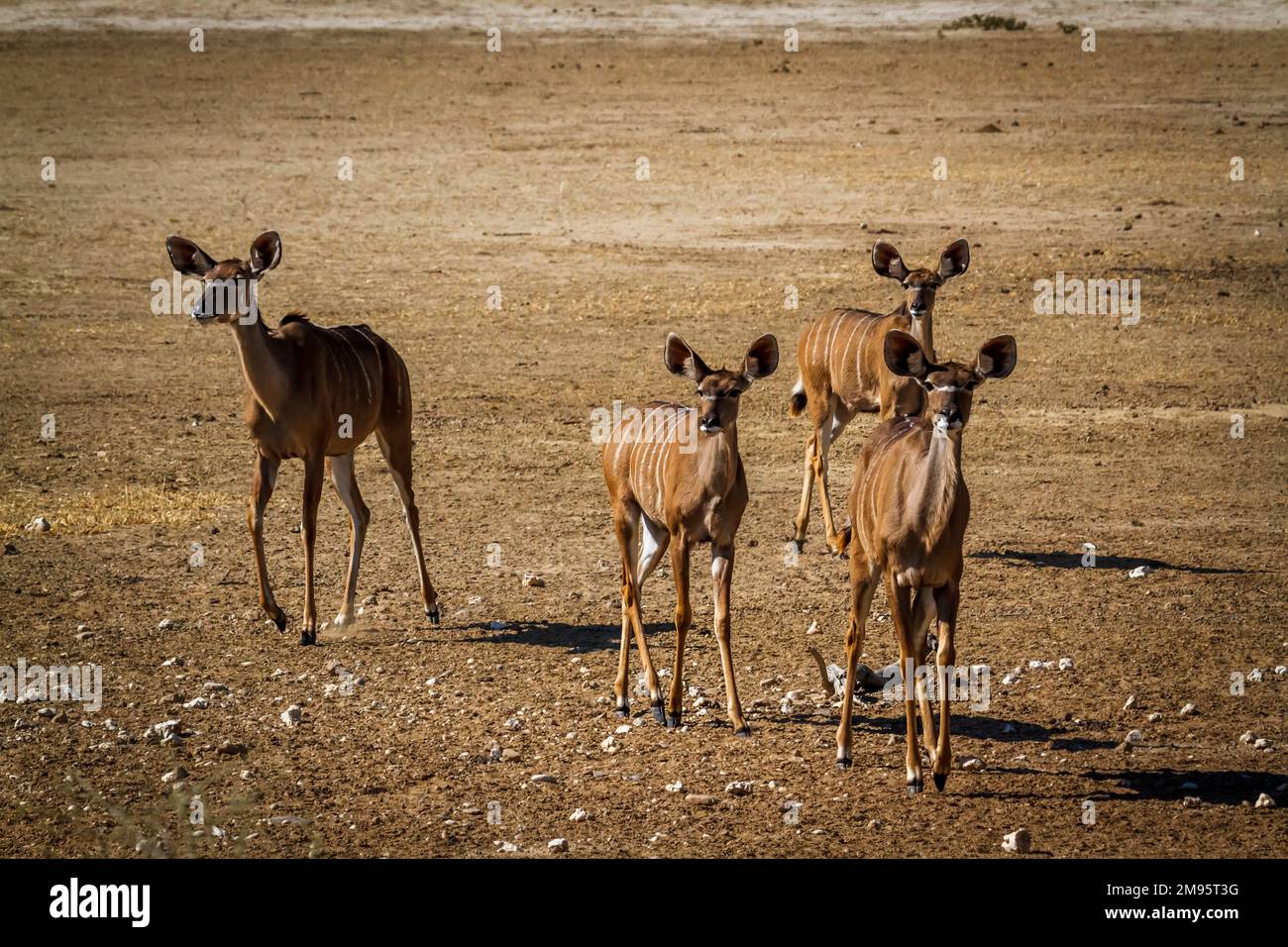 Four Greater kudu female in alert in Kglalagadi transfrontier park ...