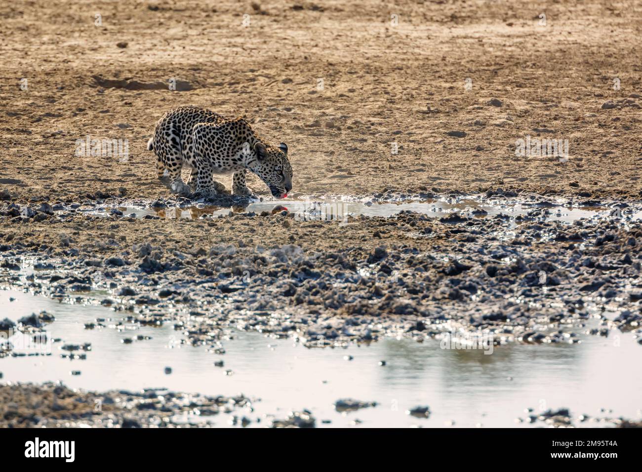 Leopard drinking at waterole in Kgalagadi transfrontier park, South ...