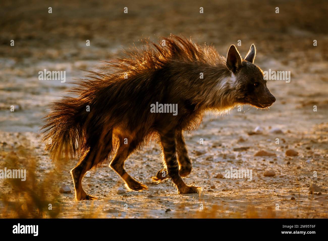 Brown hyena walking in backlit hairs up in Kgalagadi transfrontier park ...