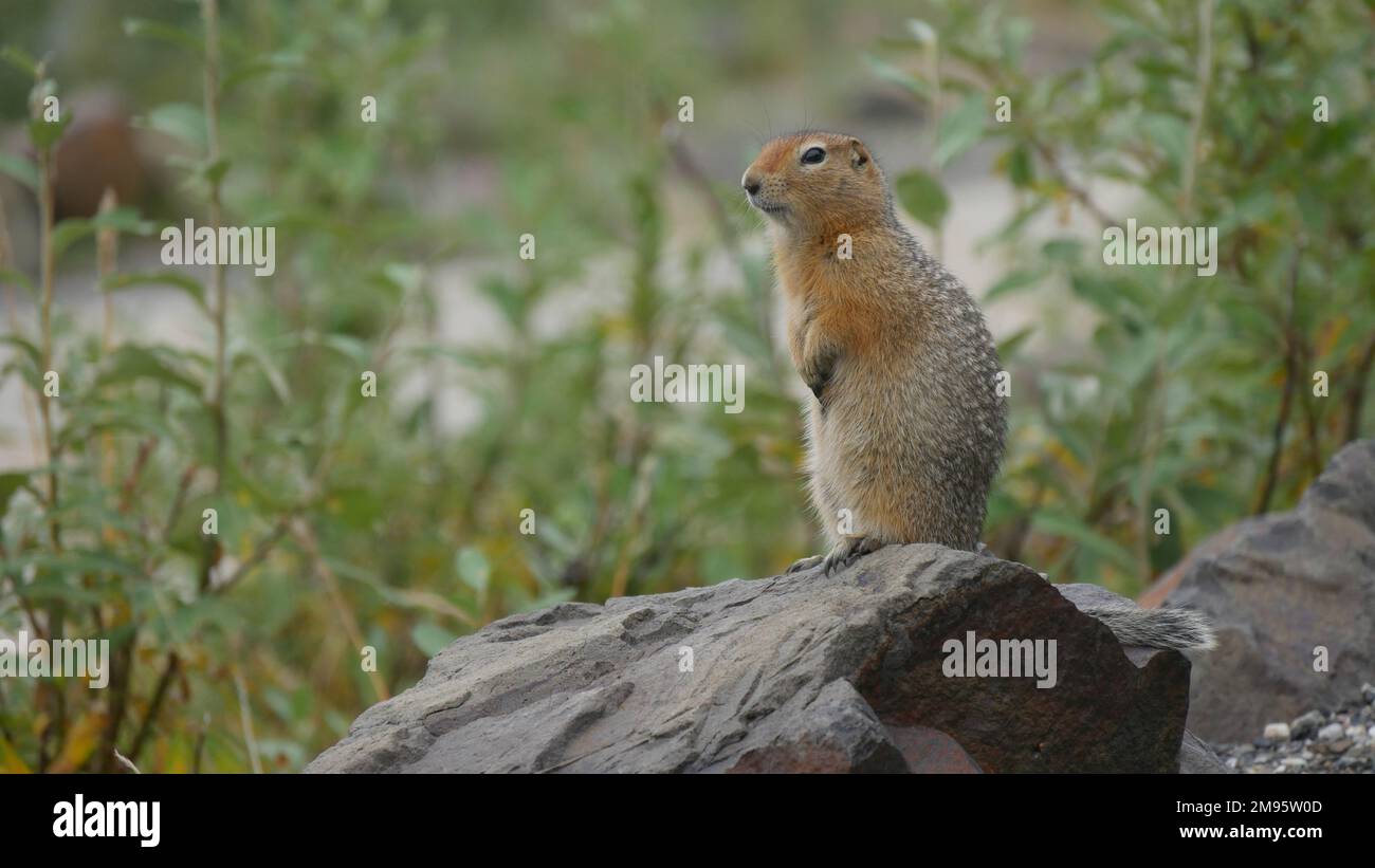 Curious Rock Squirrel Standing Grand Canyon Stock Photo - Alamy
