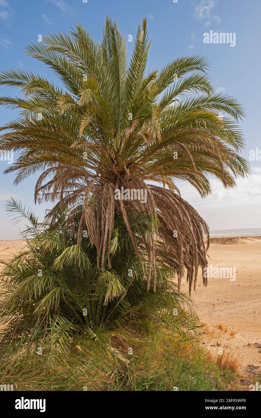Landscape scenic view of desolate barren western desert in Egypt ...