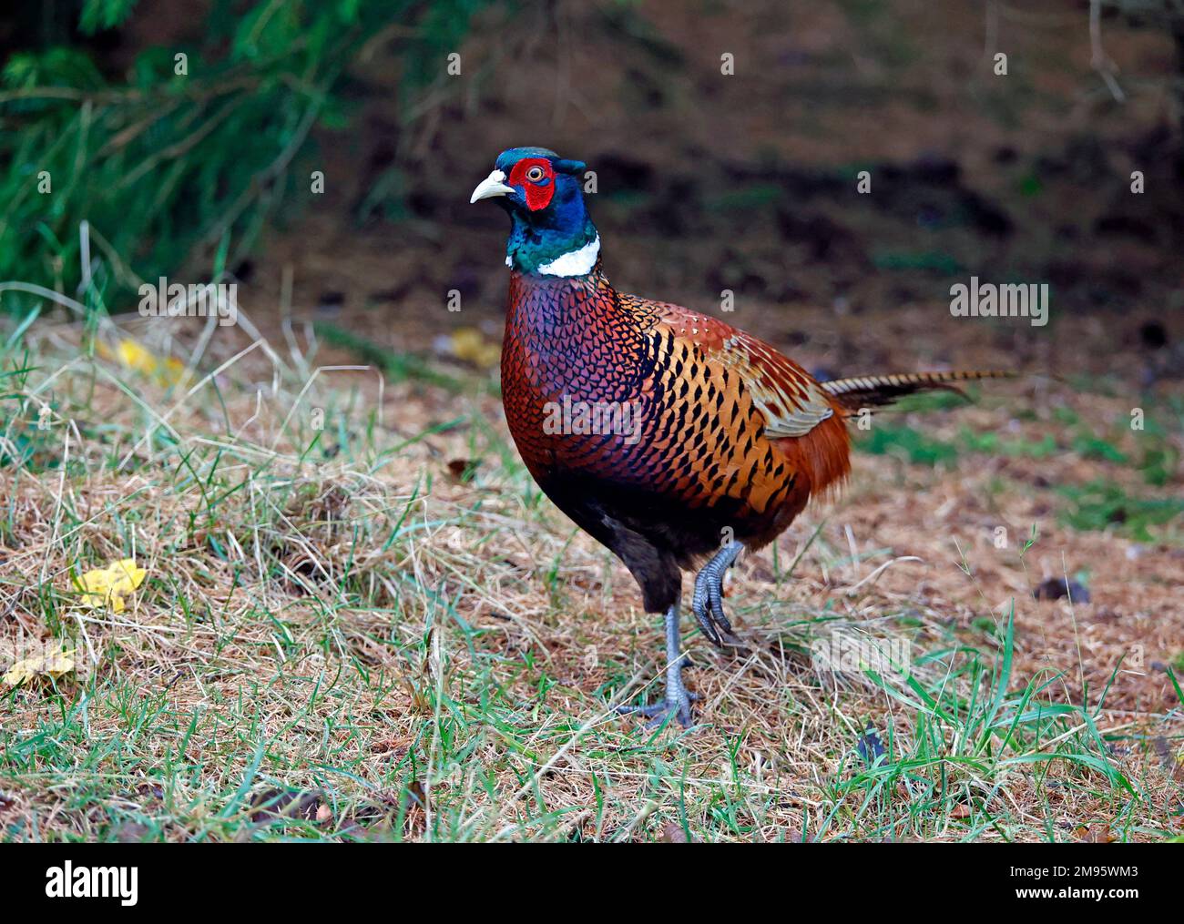 Male pheasant foraging for food in the woodland margins Stock Photo - Alamy
