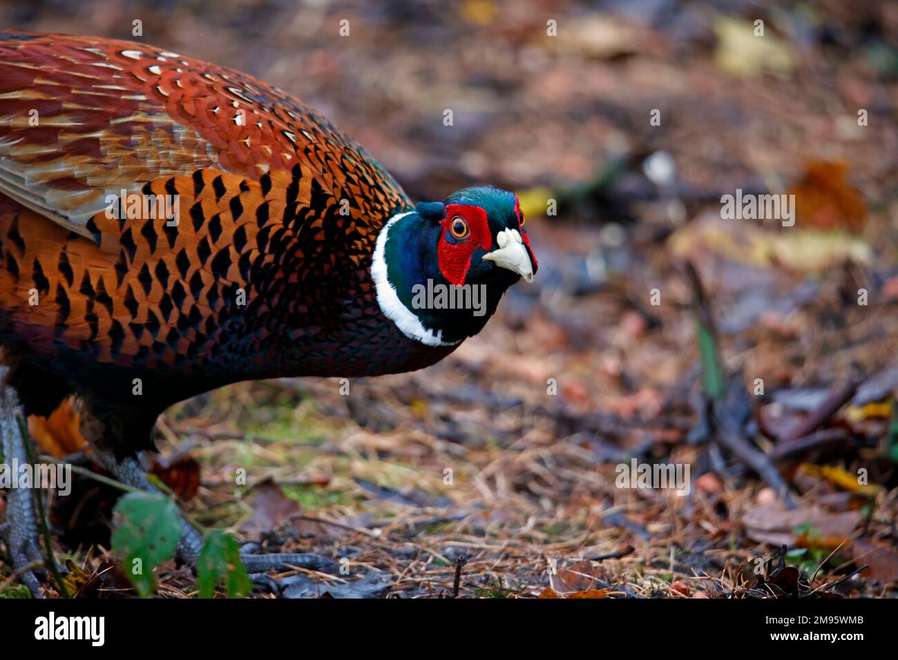 Male pheasant foraging for food in the woodland margins Stock Photo - Alamy