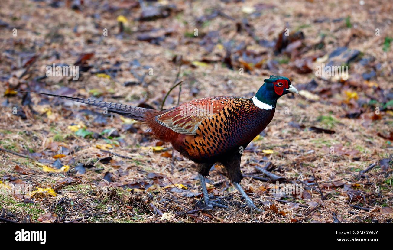Male pheasant foraging for food in the woodland margins Stock Photo - Alamy