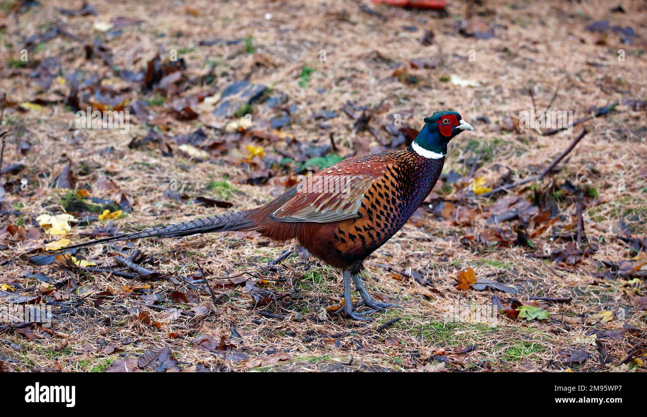 Male pheasant foraging for food in the woodland margins Stock Photo - Alamy
