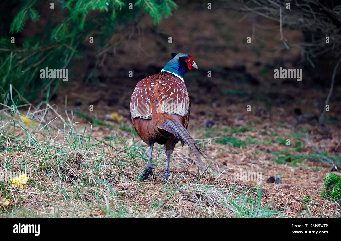 Male pheasant foraging for food in the woodland margins Stock Photo - Alamy