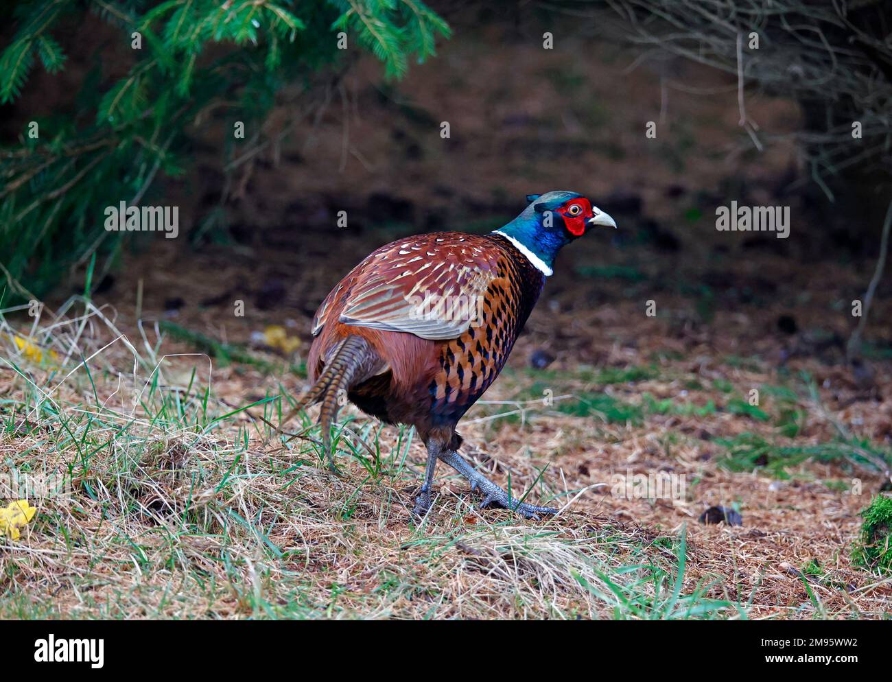 Male pheasant foraging for food in the woodland margins Stock Photo - Alamy