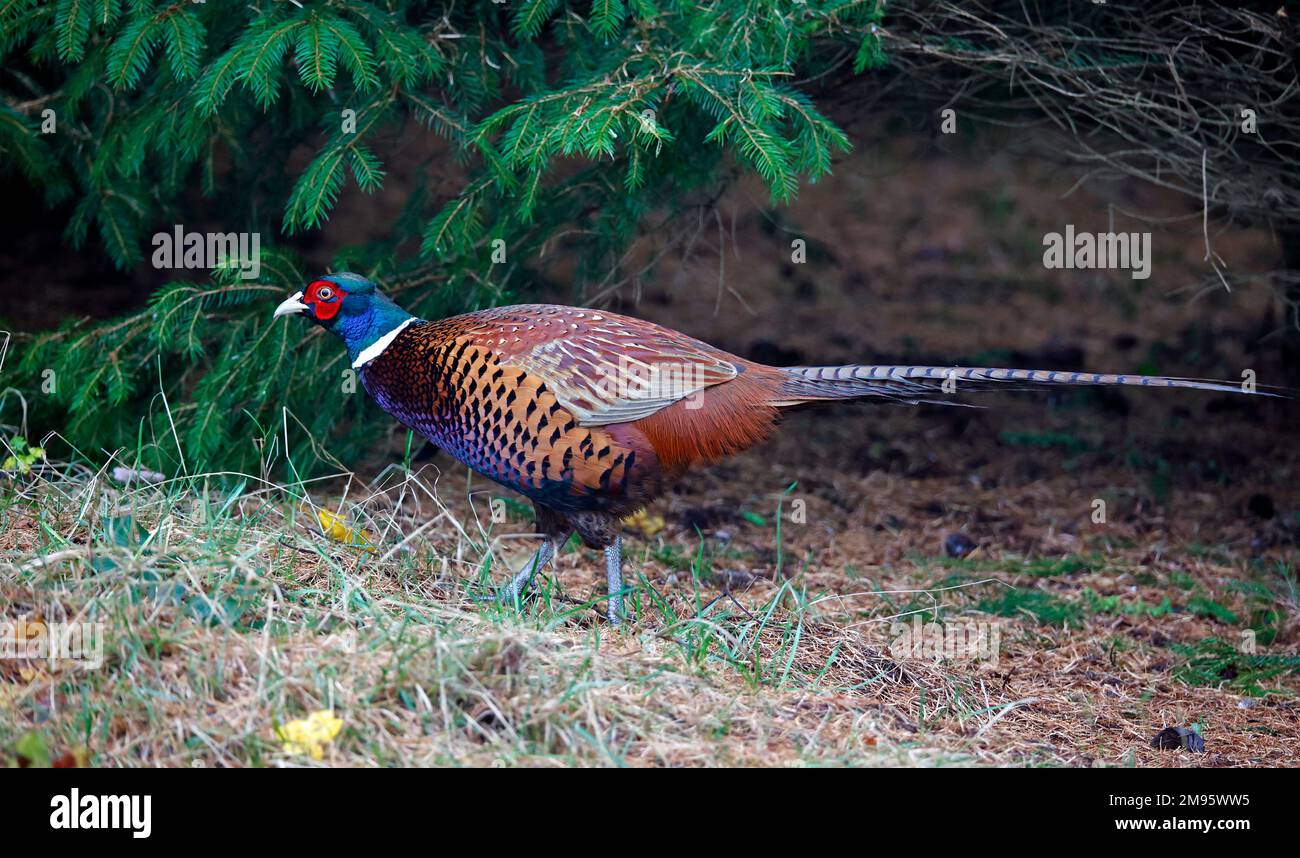 Male pheasant foraging for food in the woodland margins Stock Photo - Alamy
