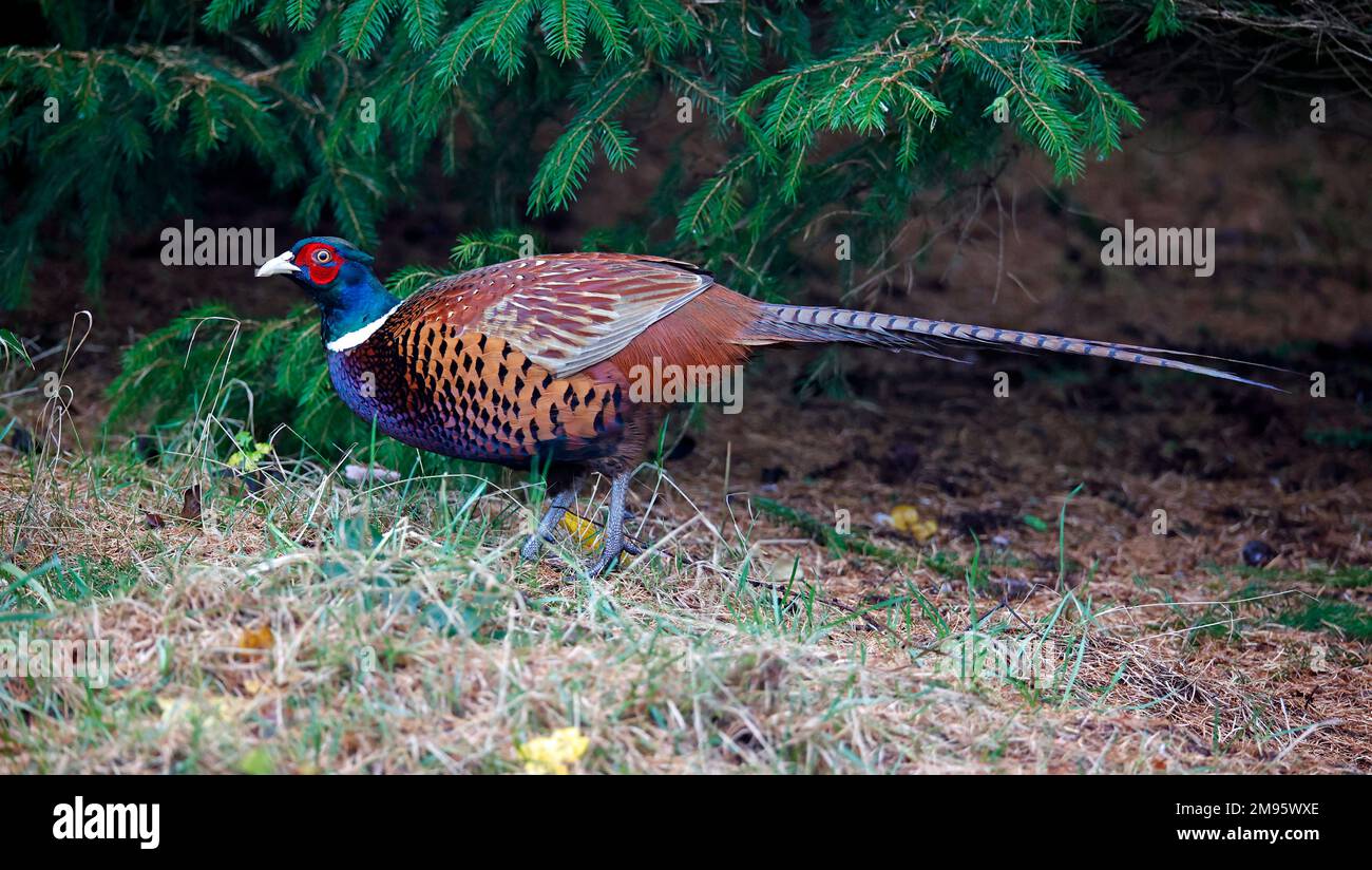 Male pheasant foraging for food in the woodland margins Stock Photo - Alamy
