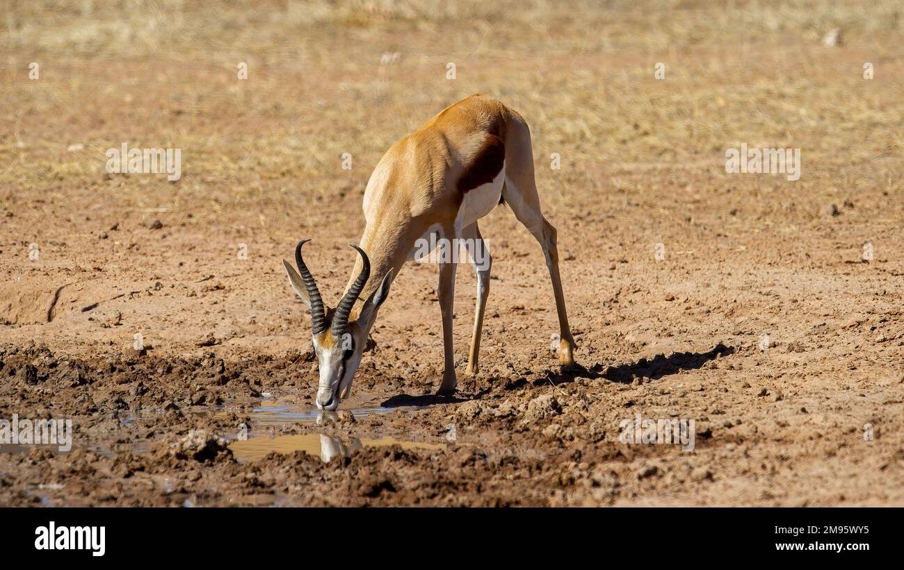 Springbok drinking water hi-res stock photography and images - Alamy