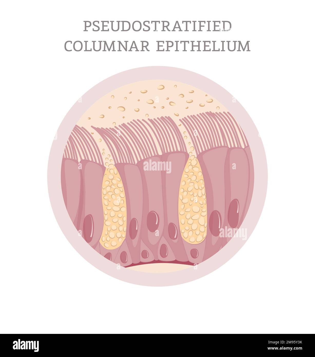 Ciliated Simple Columnar Epithelium Labeled