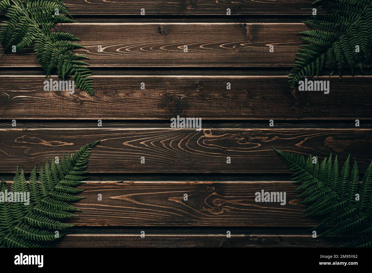 Fern border hi-res stock photography and images - Alamy