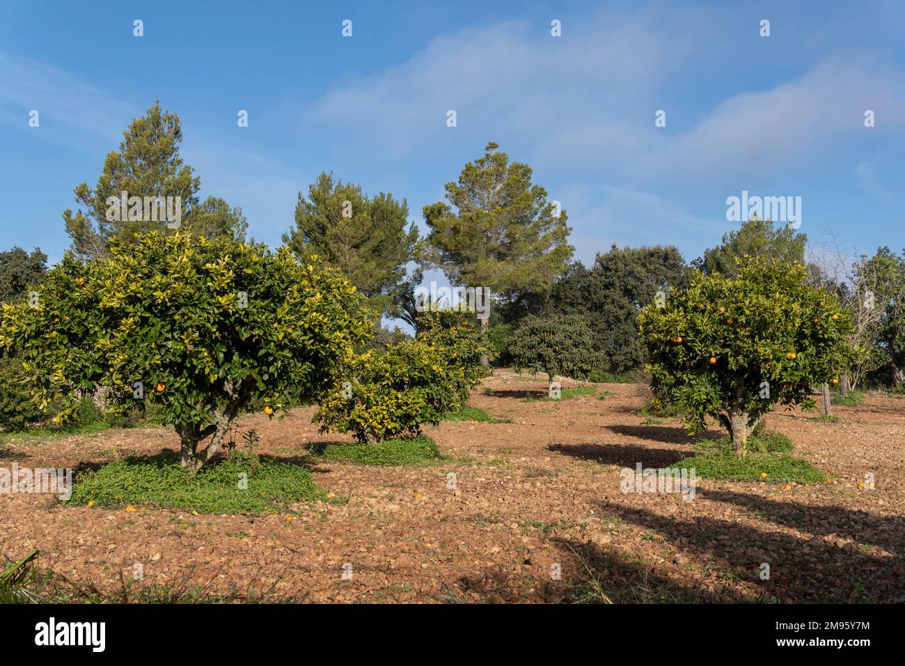 Rural field of organic orange trees, Citrus sinensis, on a sunny ...