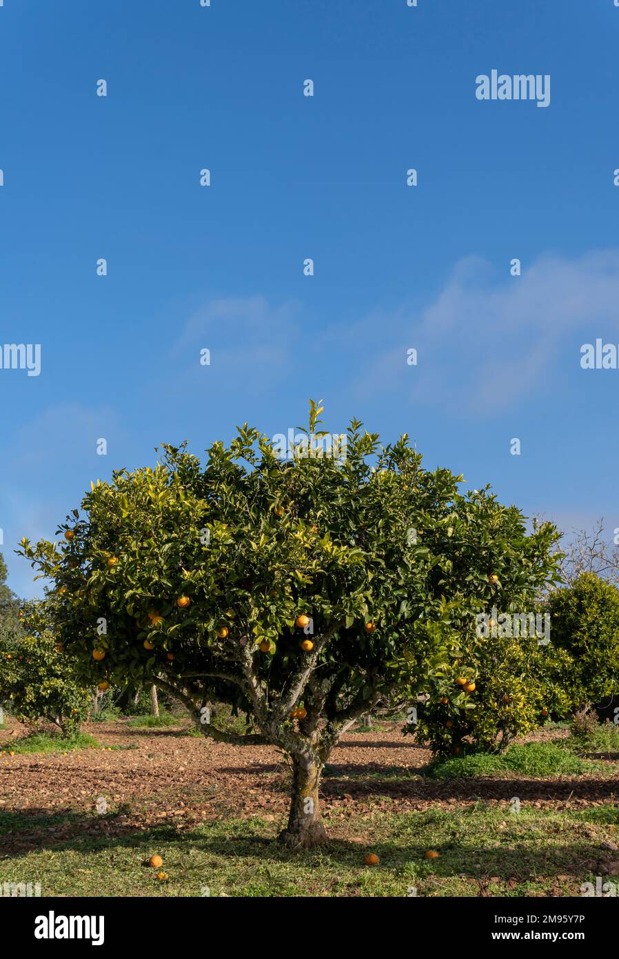 Rural field of organic orange trees, Citrus sinensis, on a sunny ...