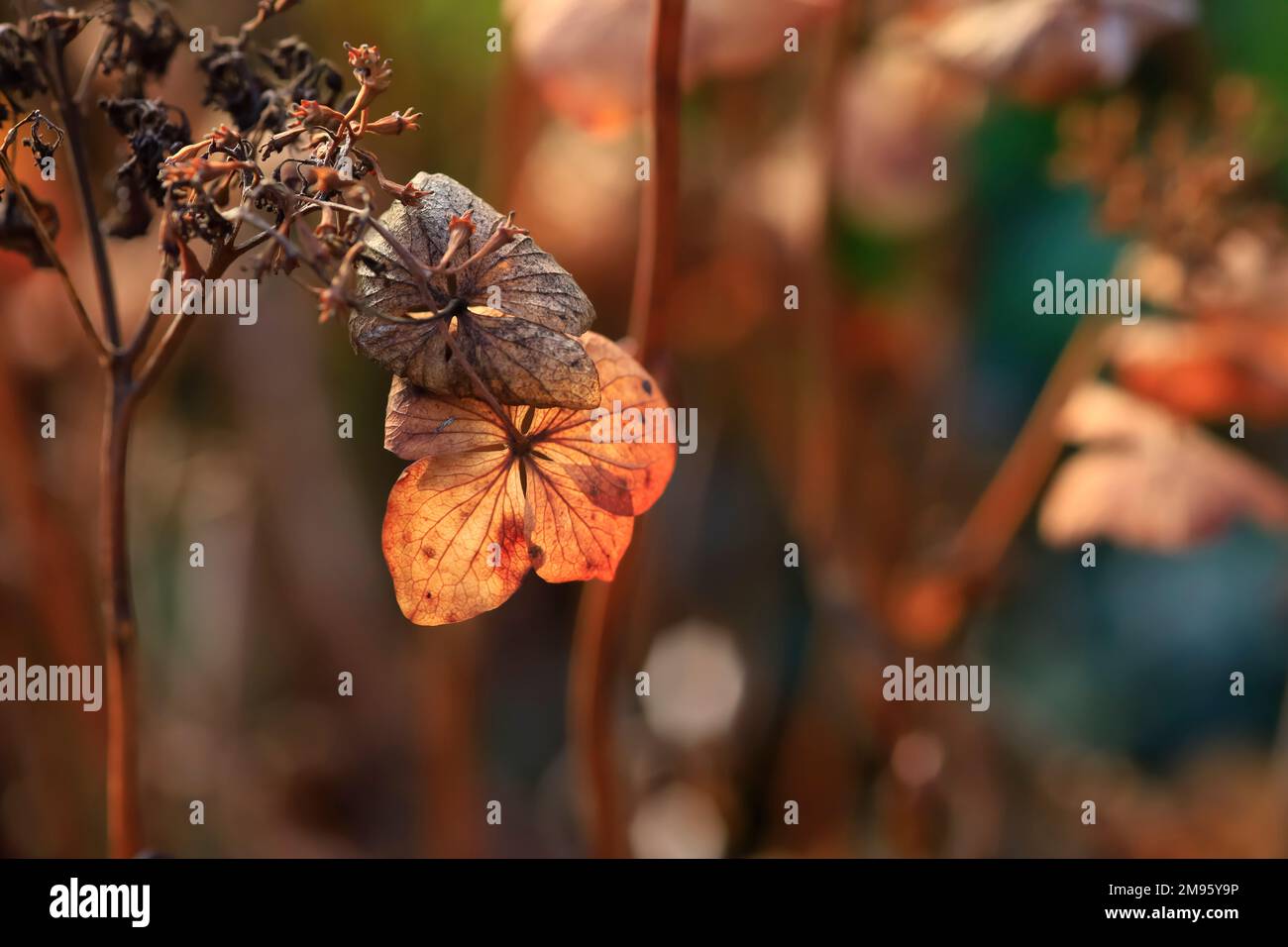 Hibernation of hydrangea hi-res stock photography and images - Alamy