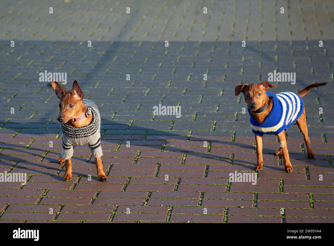Two puppies are standing on the paving slabs. Small dogs on a walk in ...
