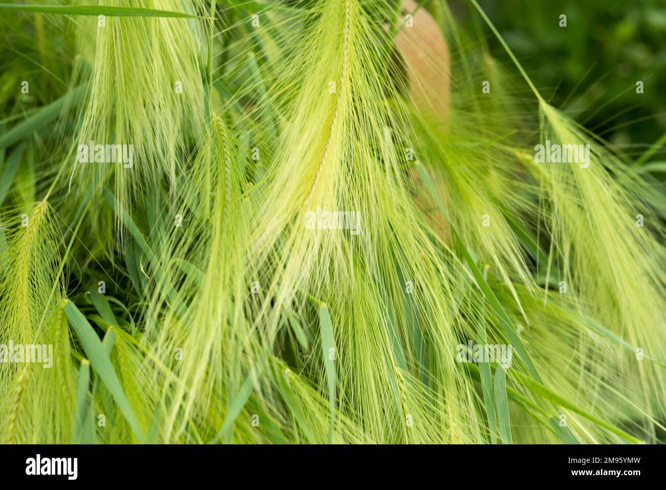 green ears close up swaying in wind Stock Photo - Alamy